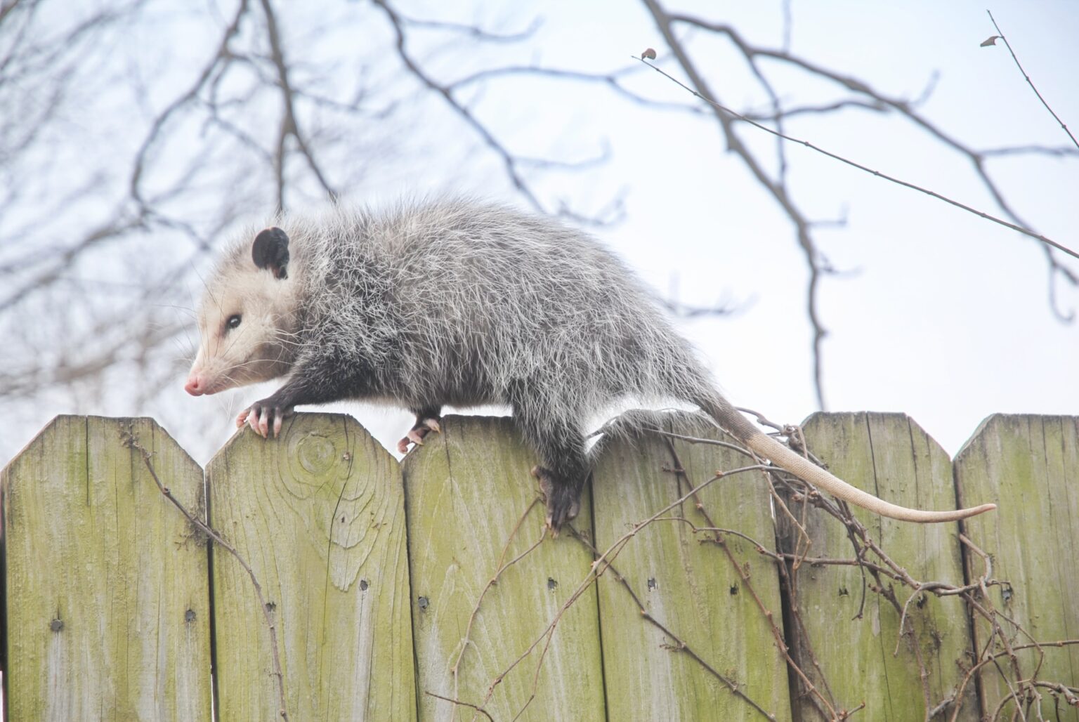 Outbackzack: Expert Rodent and Wildlife Removal